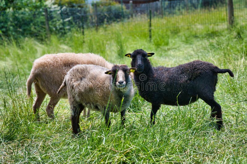 Herd of Rya Sheep on the Farm Stock Image - Image of animals, brown ...