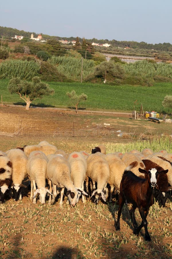 Lots of sheep stock photo. Image of livestock, brands - 9296208