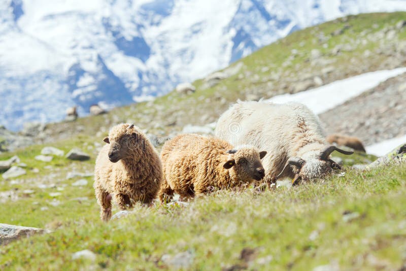 Herd of sheep in Alps stock image. Image of grazing, farm - 44211107