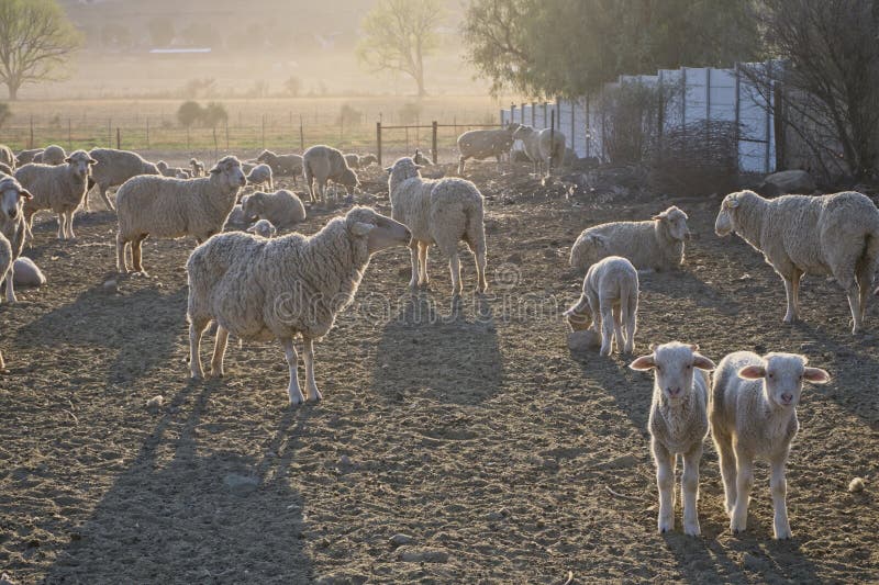 184 Cast Sheep Stock Photos - Free & Royalty-Free Stock Photos from ...