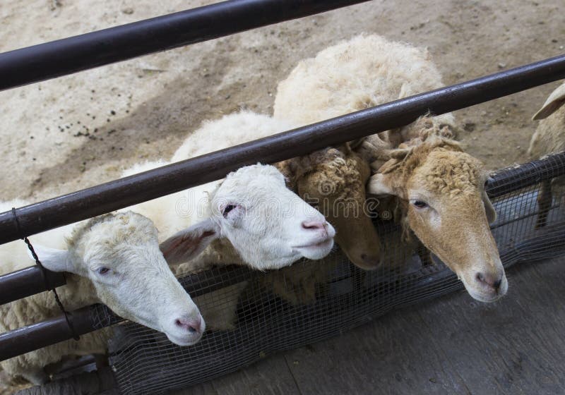 Herd of Sheep in the Corral Stock Photo - Image of sheep, flock: 44186154
