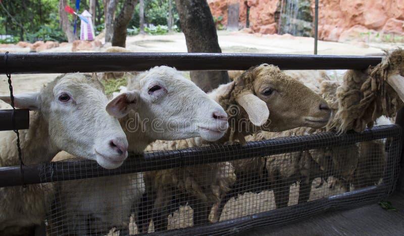 Herd of Sheep in the Corral Stock Photo - Image of agriculture, pattern ...