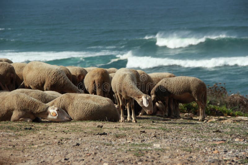 Herd of Sheep stock image. Image of mutton, graze, farming - 34553633