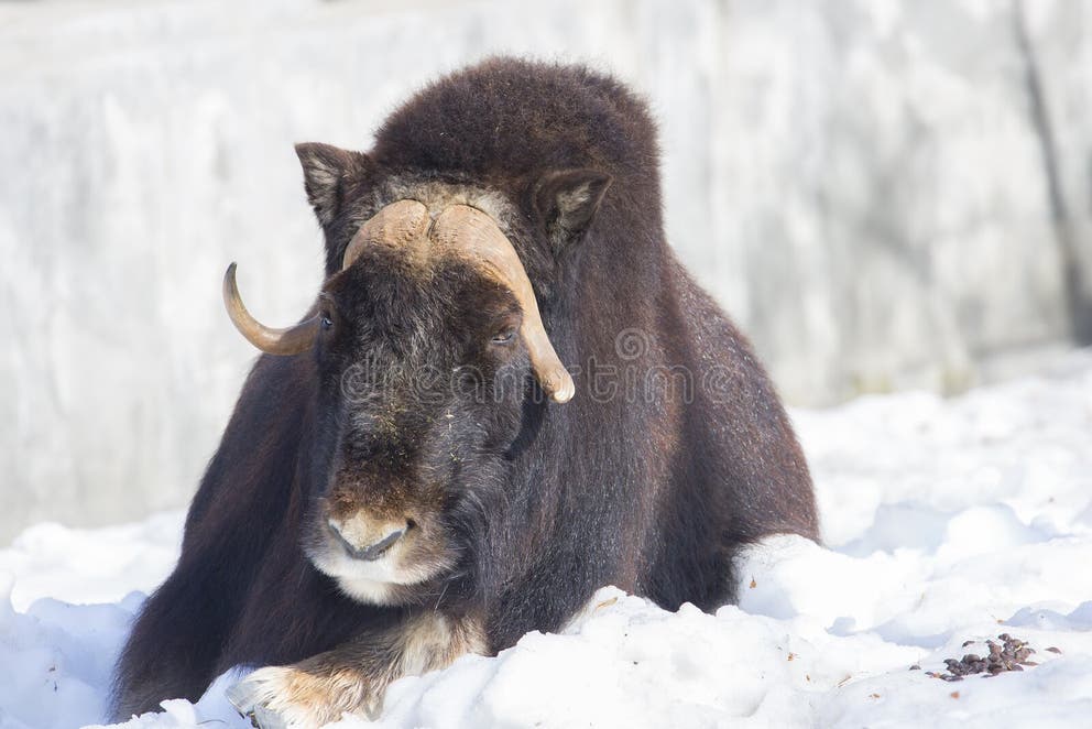 Musk ox. stock photo. Image of lying, long, wool, musk - 114026564