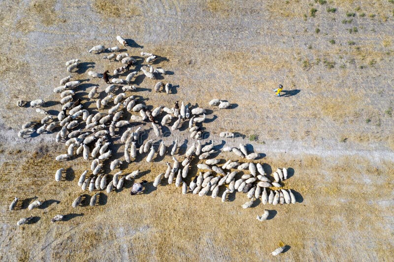 Herd of Sheep on Field. Aerial View of Sheep. Stock Photo - Image of ...