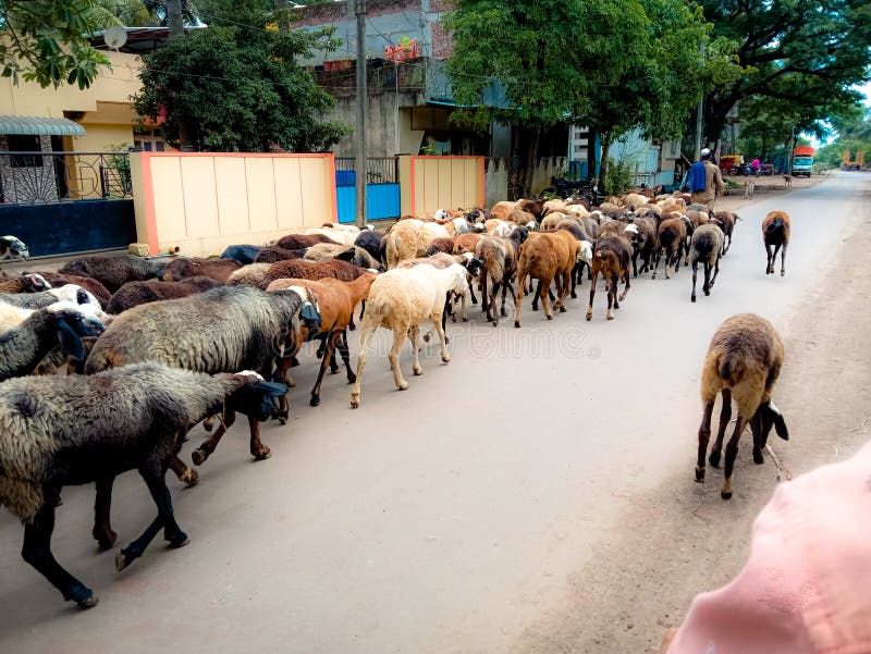 702 Follow Sheep Stock Photos - Free & Royalty-Free Stock Photos from ...