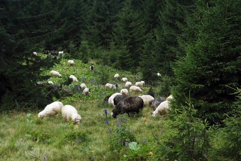 A Herd of Sheep on Forest Pasture Stock Image - Image of green, nature ...
