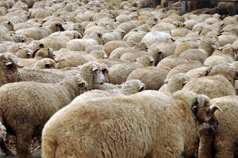Herd of sheep gathering stock image. Image of head, horn - 24608661