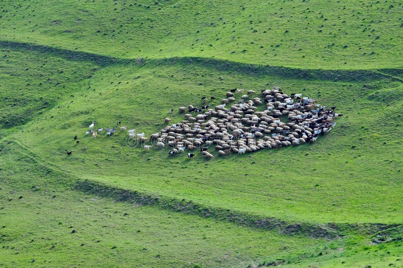 Herd of sheep gathering stock image. Image of pasture - 40986611