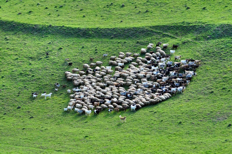 Herd of sheep gathering stock image. Image of farm, flock - 40986631