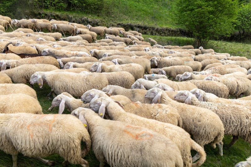Herd of Sheep, Goats and Donkeys in the Meadows in Tuscany. Italy Stock ...