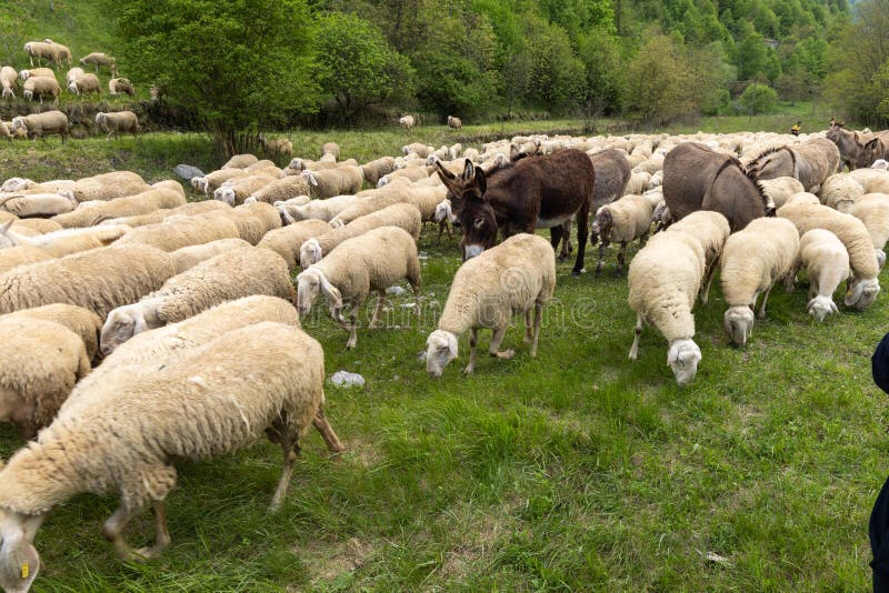 Herd of Sheep, Goats and Donkeys in the Meadows in Tuscany. Italy Stock ...