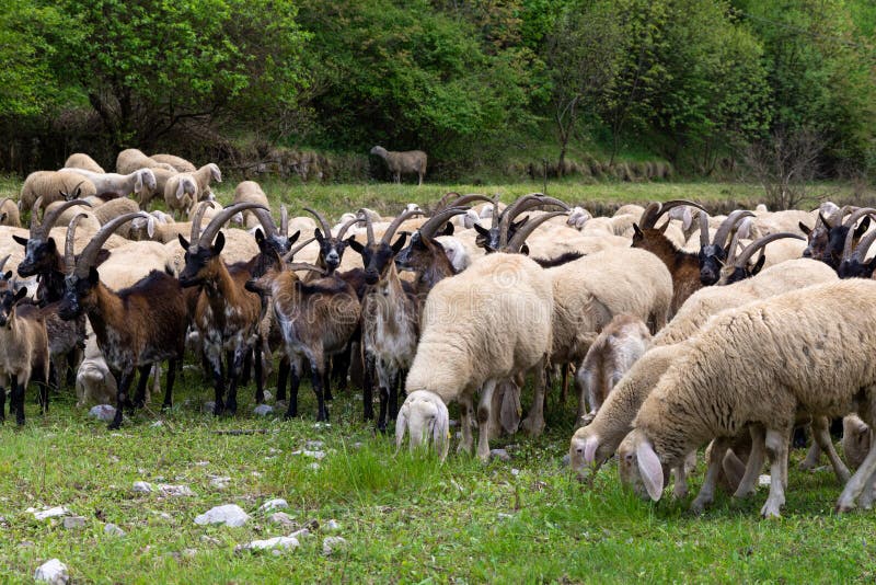 Herd of Sheep, Goats and Donkeys in the Meadows Stock Photo - Image of ...