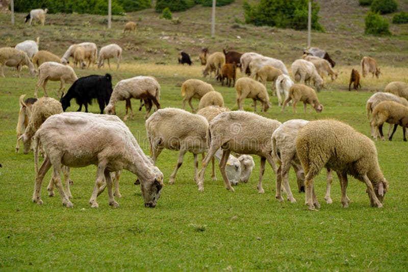 Herd of Sheep and Goats Grazing in a Pasture Stock Photo - Image of ... Herd of Sheep and Goats Grazing in a Pasture Stock Photo - Image of ...