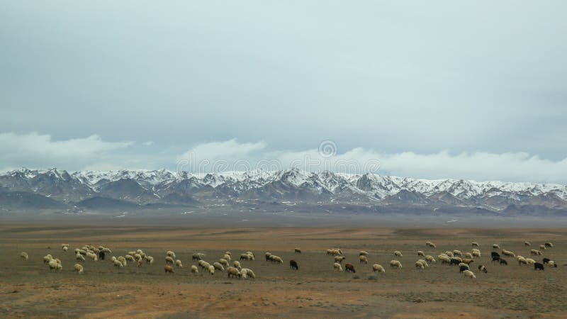 A Herd of Sheep Graze in the Steppe Near the Snow-capped Mountains ...