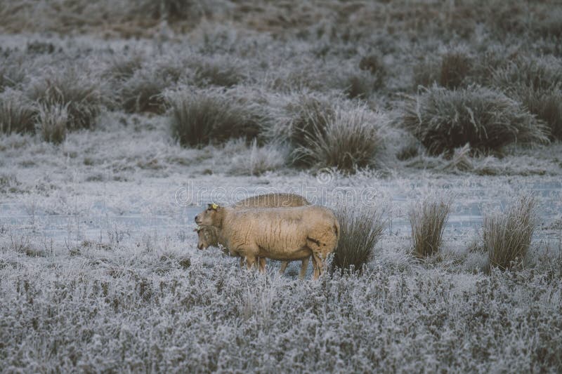 Herd of Sheep Grazing in a Dried Field on a Gloomy Day Stock Photo ...