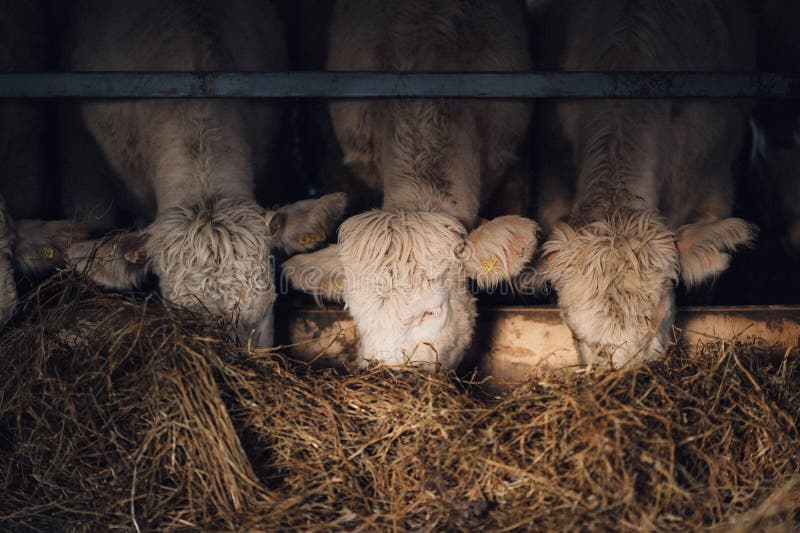 Herd of Sheep Grazing on Hay Bales in a Barn Filled with Straw. Stock ...
