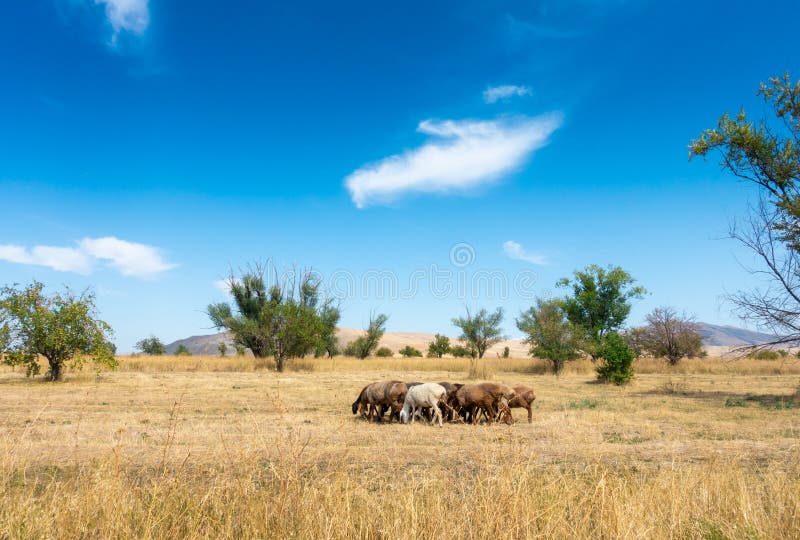 A Herd of Sheep Grazing. Meat Fat-tailed Sheep in Nature Stock Photo ...
