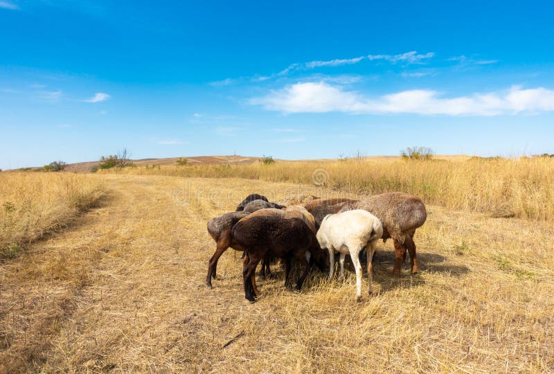 A Herd of Sheep Grazing. Meat Fat-tailed Sheep in Nature Stock Photo ...