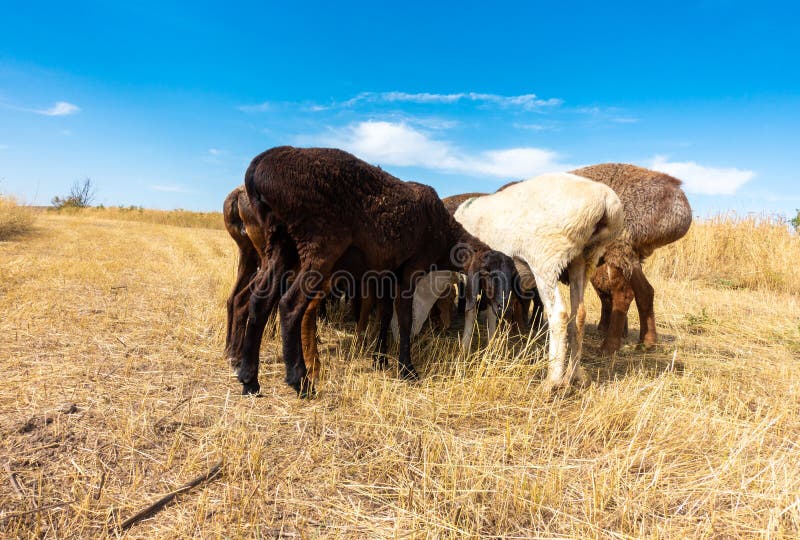 A Herd of Sheep Grazing. Meat Fat-tailed Sheep in Nature Stock Photo ...
