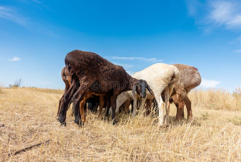 A Herd of Sheep Grazing. Meat Fat-tailed Sheep in Nature Stock Image ...