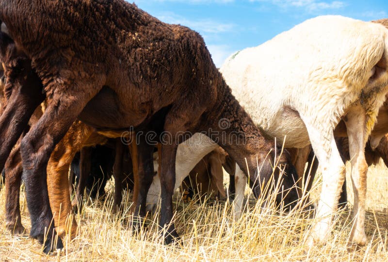 A Herd of Sheep Grazing. Meat Fat-tailed Sheep in Nature Stock Photo ...