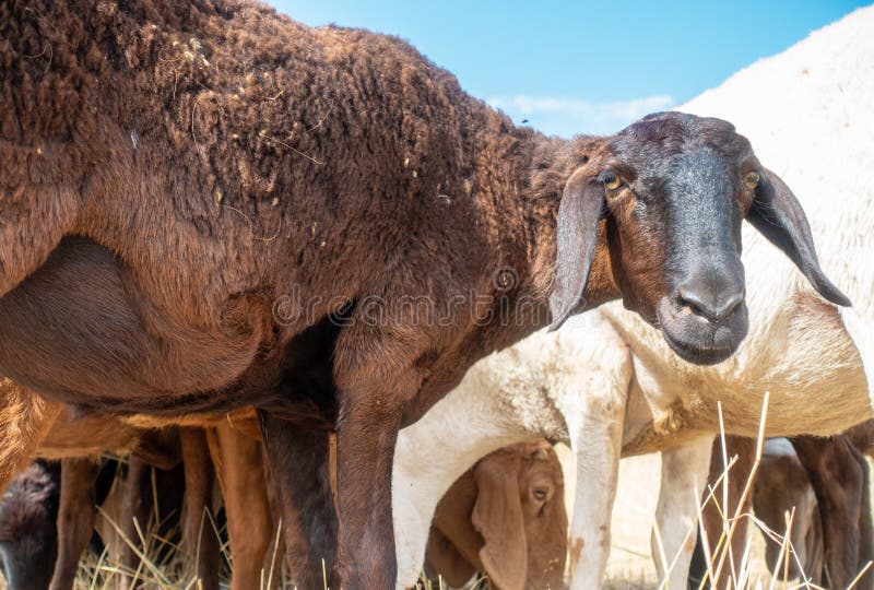 A Herd of Sheep Grazing. Meat Fat-tailed Sheep in Nature Stock Photo ...