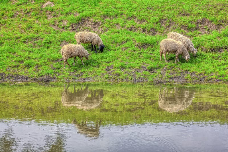 Sheep Grazing on the River Shore Stock Image - Image of village, forest ...