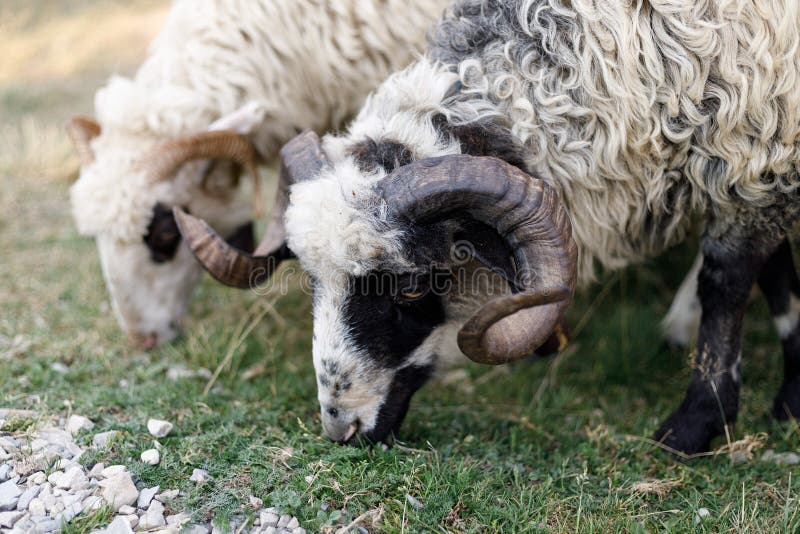 Herd of Sheep, Grazing Ram with Horns, Close-up Stock Image - Image of ...