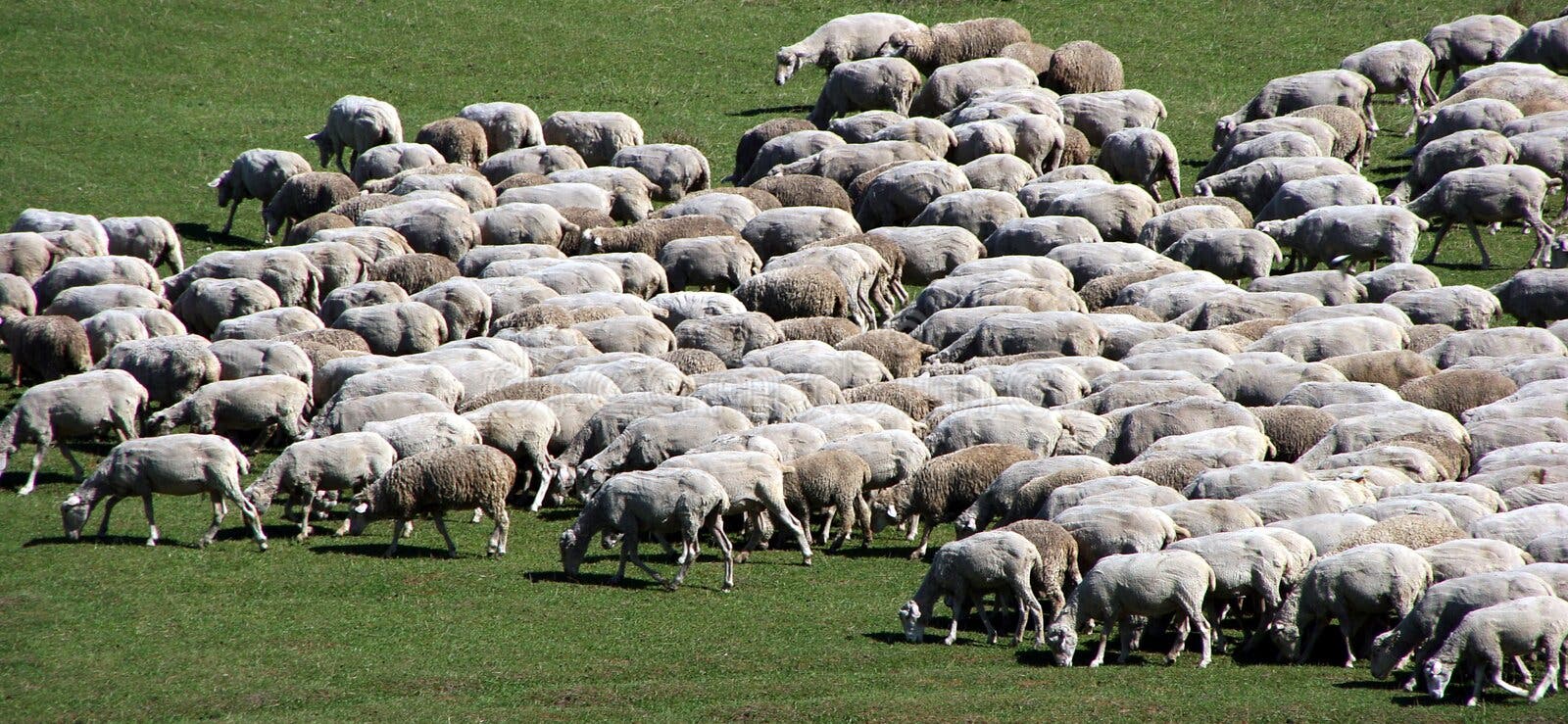 Herd Of Sheep Picture. Image: 2844462