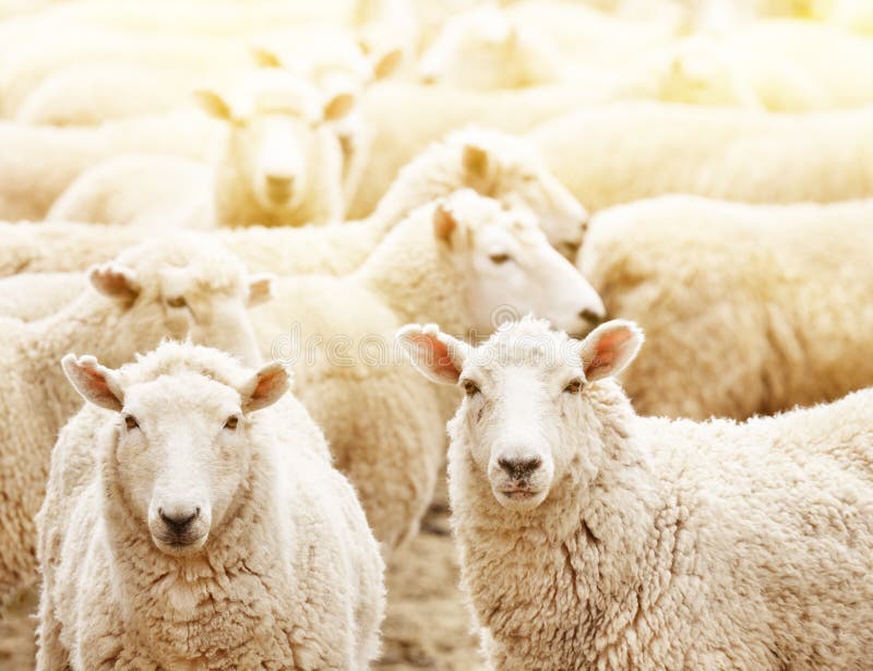 Herd of sheep stock photo. Image of animal, lamb, sheep - 7908922