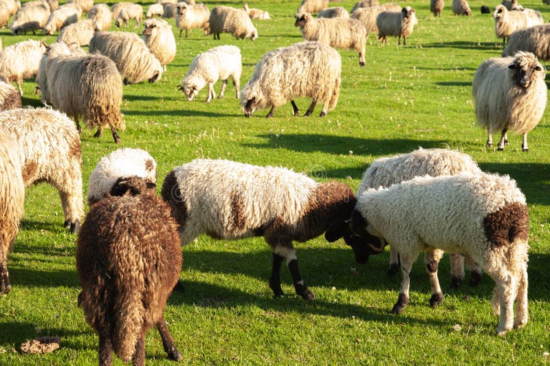 Herd of sheep on meadow stock photo. Image of environment - 264710634