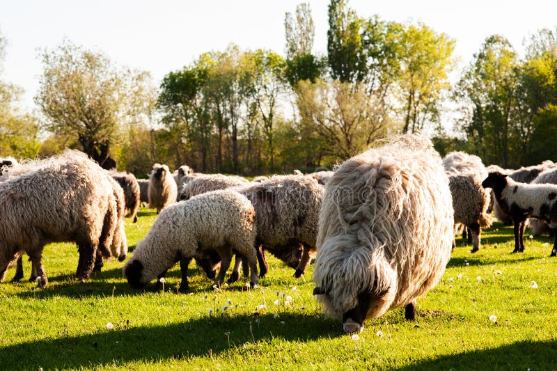 Herd of sheep on meadow stock photo. Image of glade - 264710654
