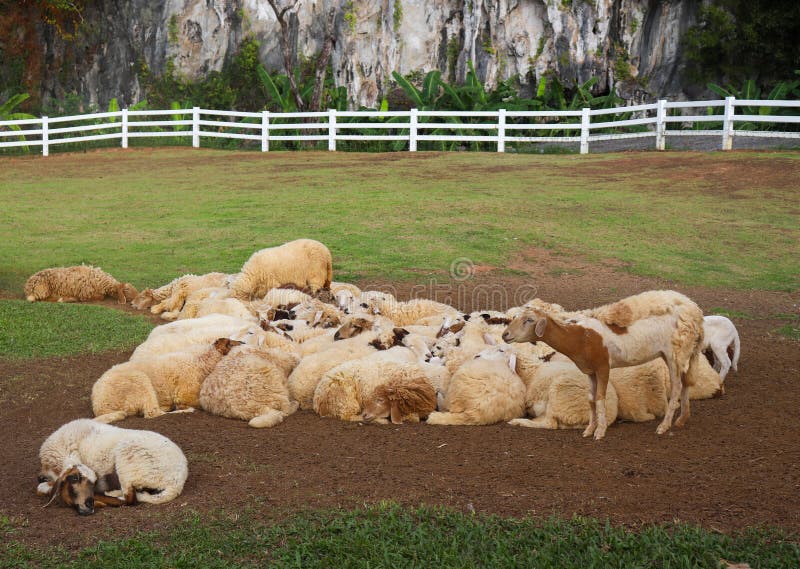 745 Middle East Sheep Photos - Free & Royalty-Free Stock Photos from ...