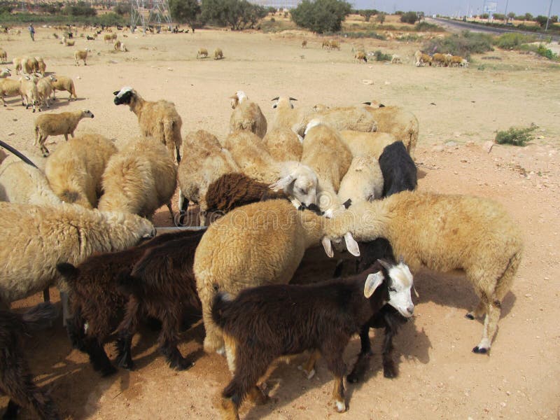 Herd of sheep , Morocco stock image. Image of land, life - 91309999