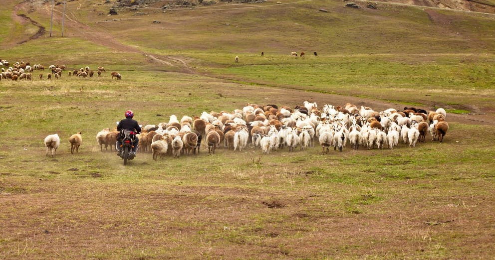 Herd sheep by motorcycle stock image. Image of green - 12664057
