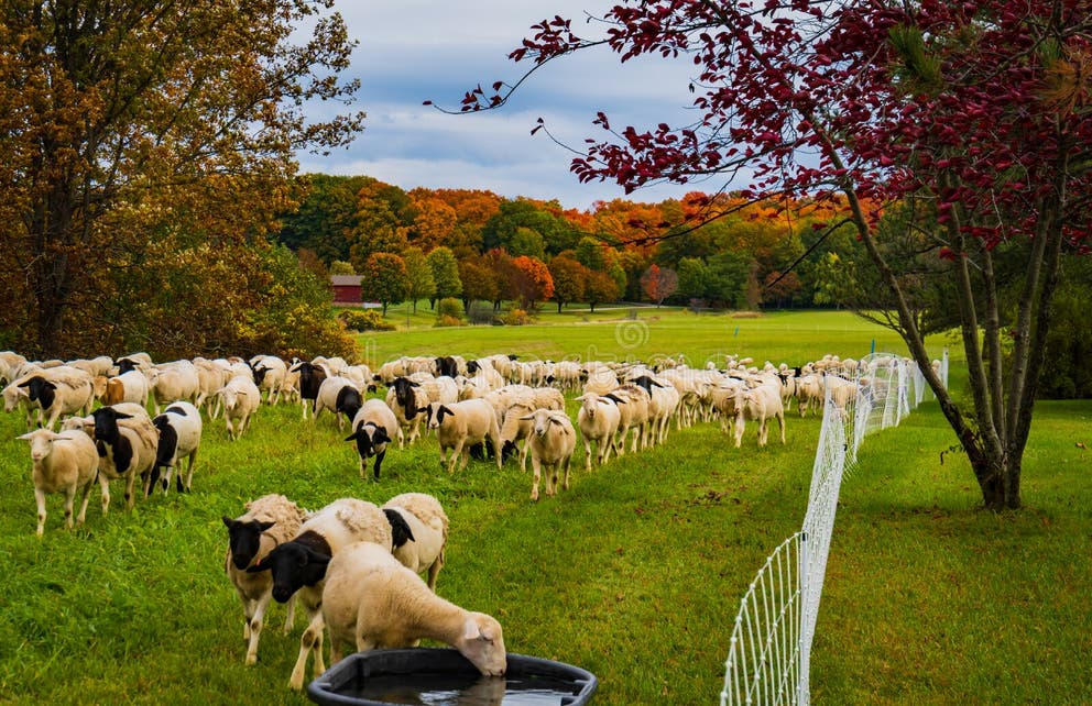 Herd of Sheep Moving Forward on a Farm Stock Image - Image of livestock ...