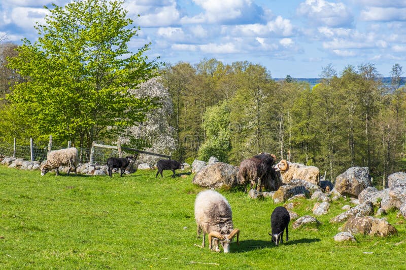 Herd with Sheep on Pasture at Spring Stock Photo - Image of domestic ...