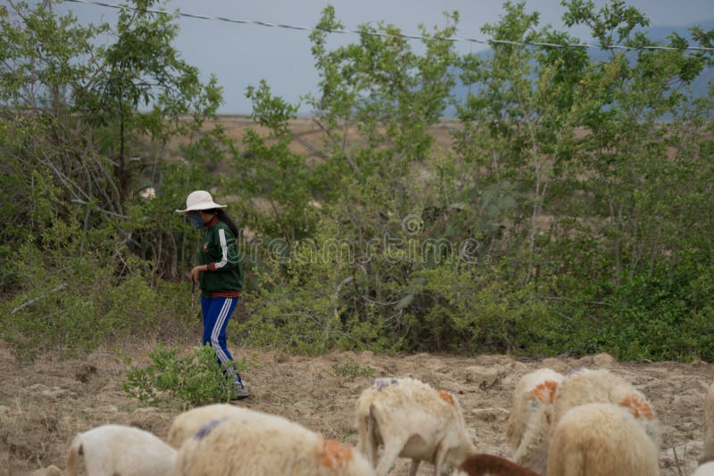 A Herd of Sheep in Phan Rang, Vietnam. Editorial Stock Image - Image of ...