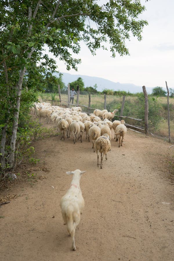 A Herd of Sheep in Phan Rang, Vietnam. Stock Photo - Image of goat ...