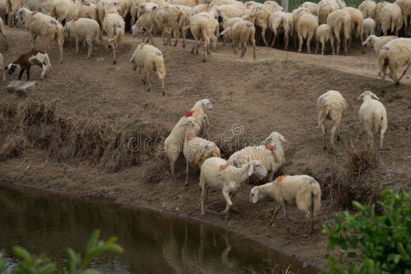 A Herd of Sheep in Phan Rang, Vietnam. Stock Image - Image of herd ...