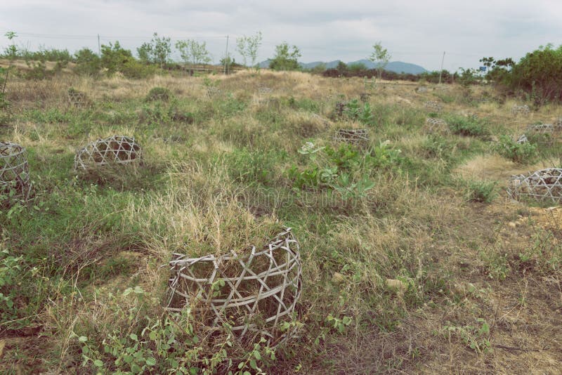 A Herd of Sheep in Phan Rang, Vietnam. Stock Photo - Image of grass ...