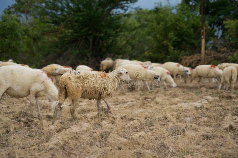A Herd of Sheep in Phan Rang, Vietnam. Stock Photo - Image of animal ...