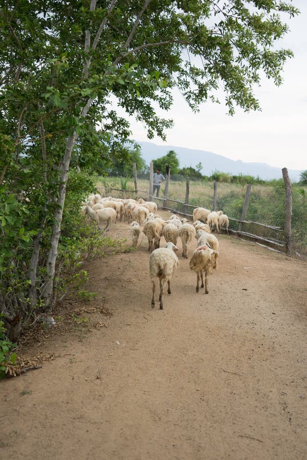 A Herd of Sheep in Phan Rang, Vietnam. Stock Photo - Image of mammal ...