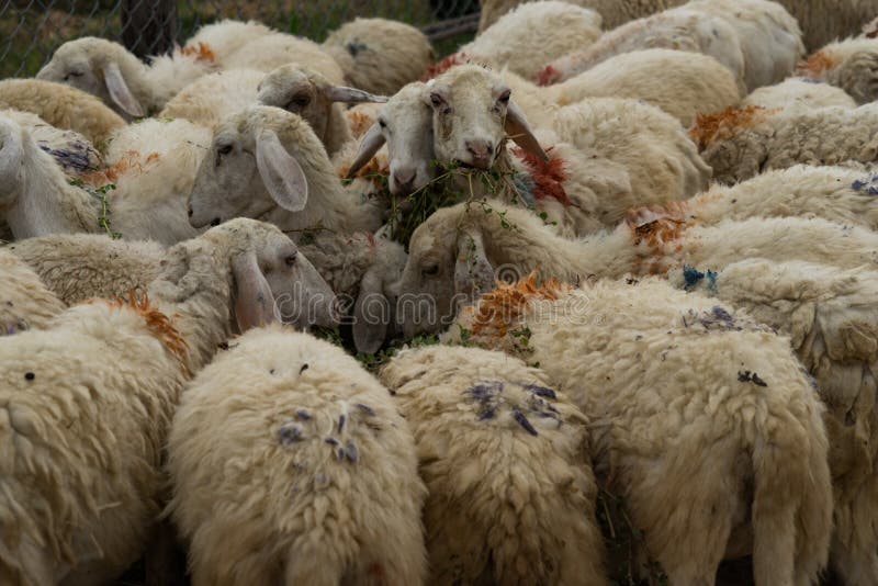 A Herd of Sheep in Phan Rang, Vietnam. Stock Image - Image of phan ...