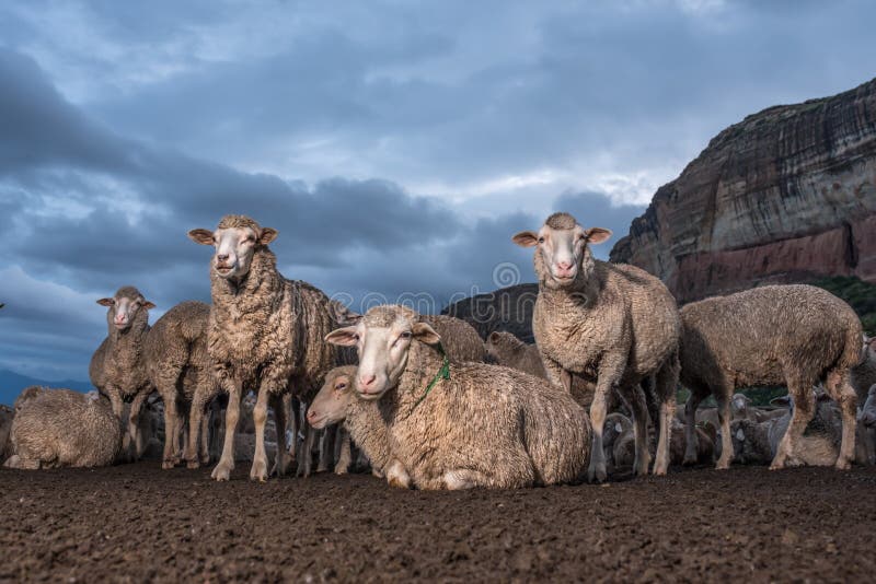 Sheep Resting on a Forest Trail Stock Image - Image of nature, field ...