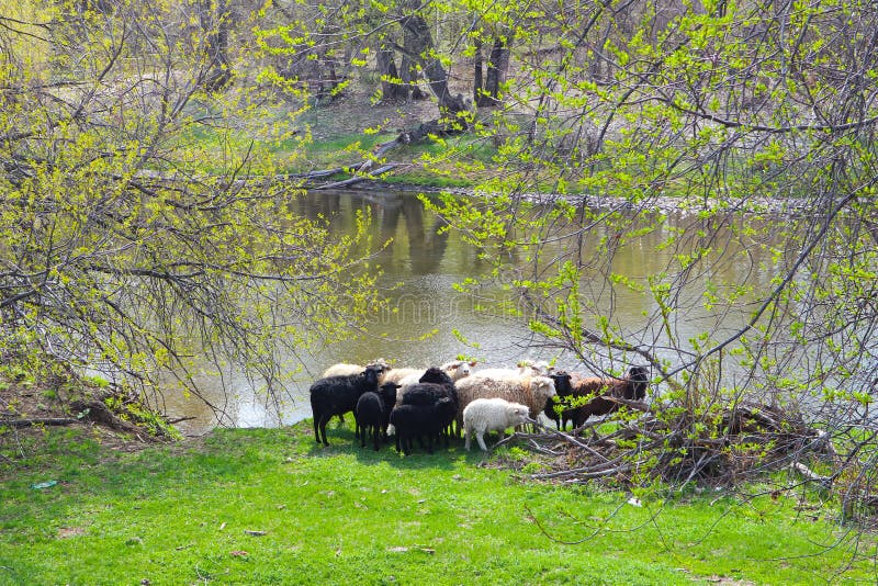 A Herd of Sheep on the River Bank. Stock Photo - Image of nature, field ...