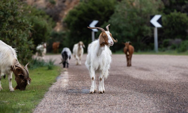 Herd of Sheep on the Road in the Mountains of Sardinia, Italy. Stock ...