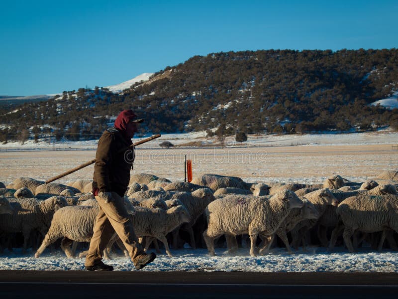 Sheep Drive editorial photo. Image of sheep, flock, white - 284013491