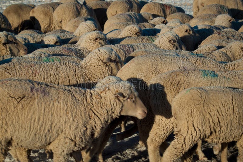 Sheep Drive stock photo. Image of livestock, herd, sheep - 284021576